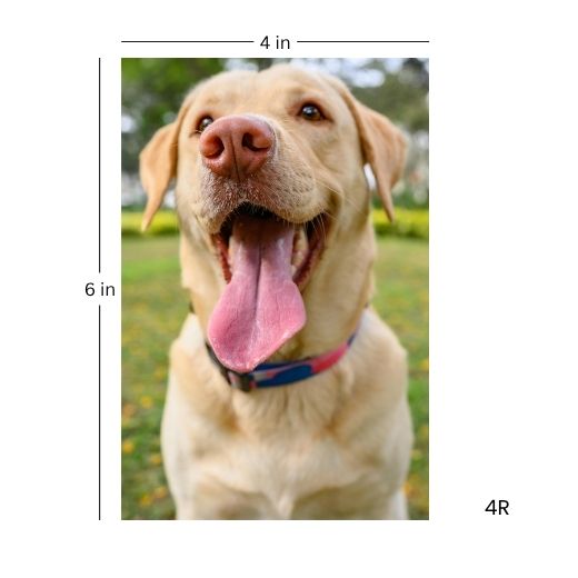 4 x 6 inch (4R) Photo Print - Colours